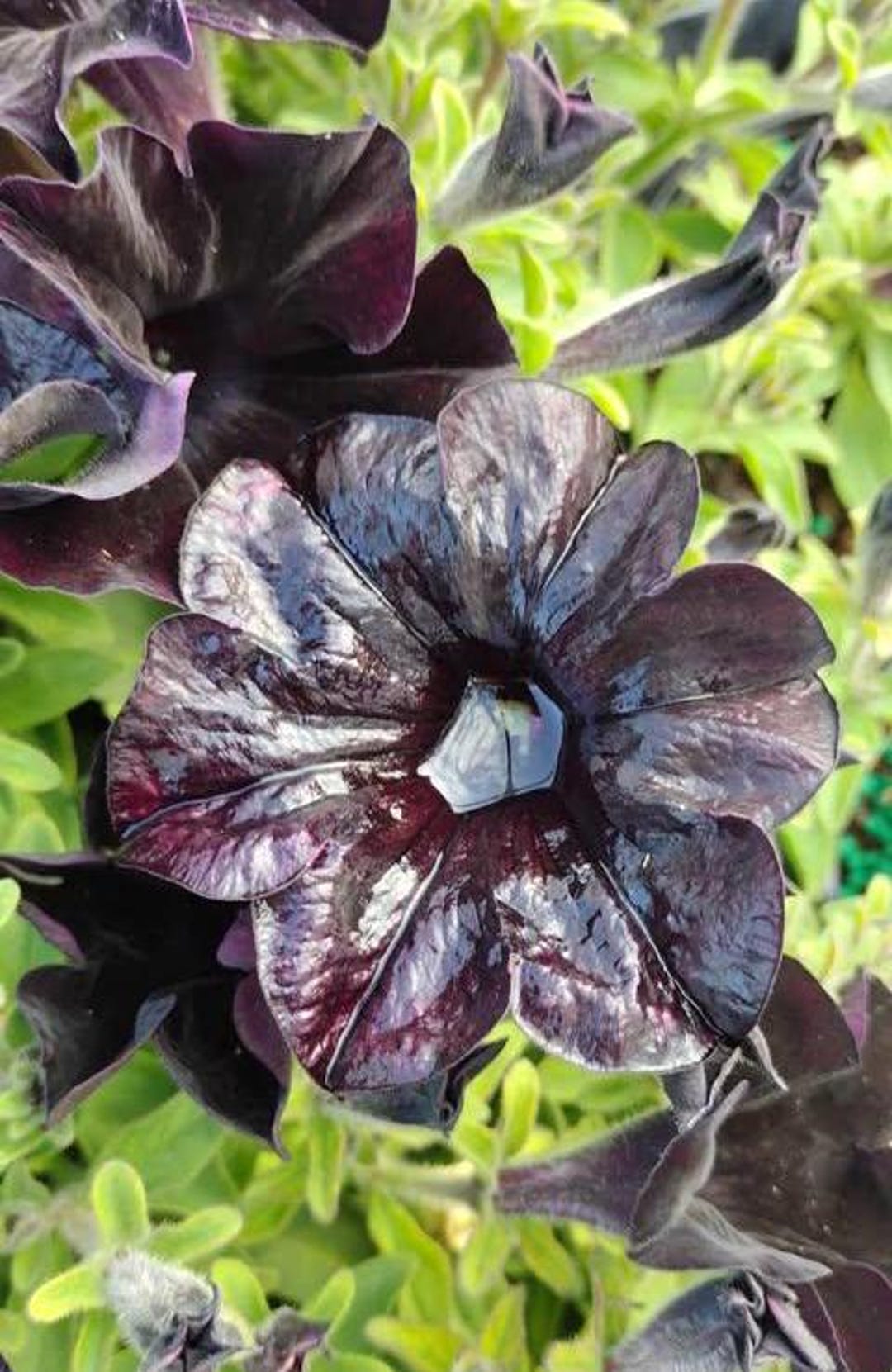 2 Actual Real Plants- PETUNIA Black 2 Live Starter Plant 4" Nursery ...