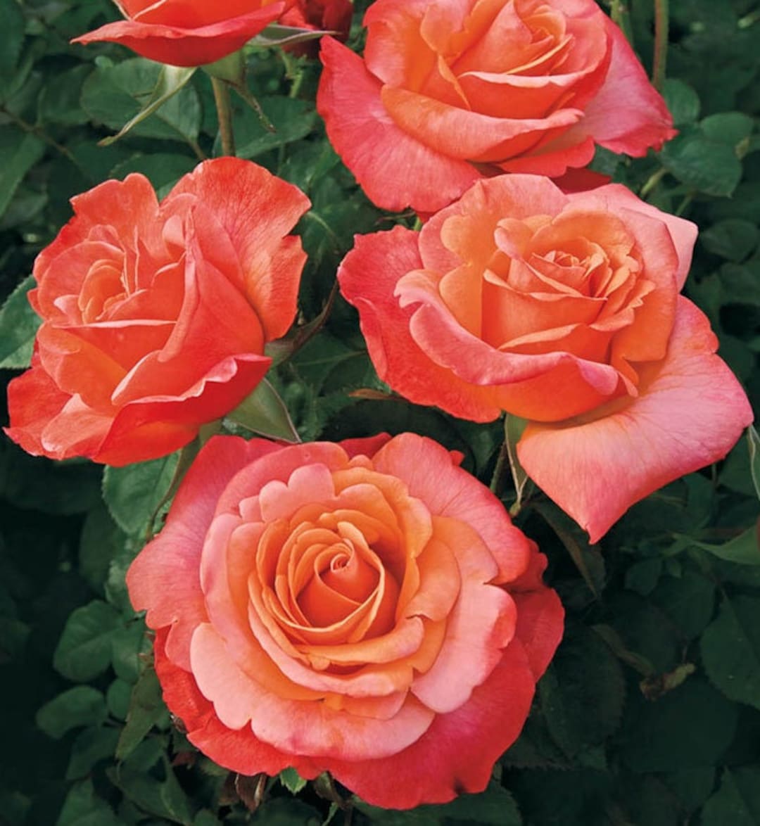Rose Live Plant Colorific Floribunda Starter Rose Cold Hearty 4 ...