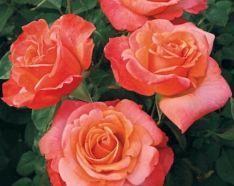 Rose Live Plant Koko Loko Floribunda Starter Rose Cold Hearty 4 Nursery ...