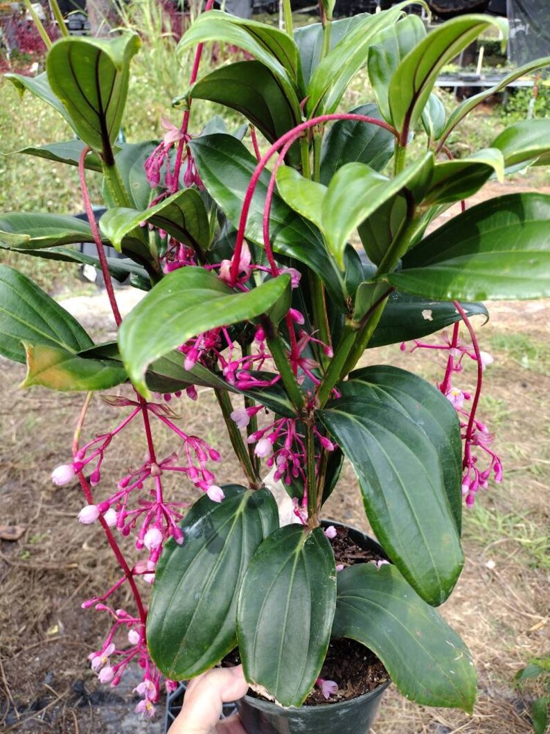 MEDINILLA MAGNIFICA Florinilla Bella 1 Plant 6 Growing - Etsy