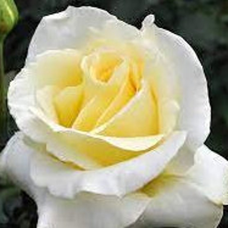 Rose Plants for Sale - Etsy