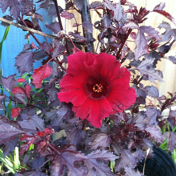 Mahogany Splendor Hibiscus Plants - Etsy