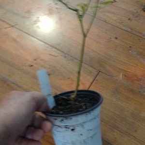 Rose Live Plant Elina Hybrid Tea Rose Amazing Scent 4 Nursery Growing ...