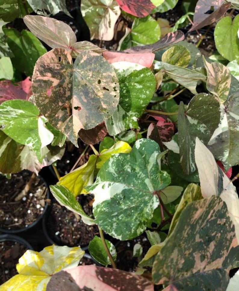 HIBISCUS - Variegated Sea Hibiscus Tiliaceus Mahoe Hibiscus 4" Nursery ...