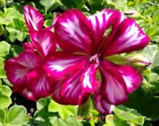 Geranium, IVY GERANIUM, Burgundy Bi-color 1 Live Starter Plant 4 ...