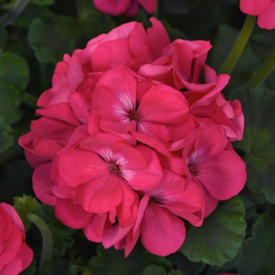 Geraniums, Big EZEE Watermelon 1 Actual Real Starter Plant - 4" Nursery ...
