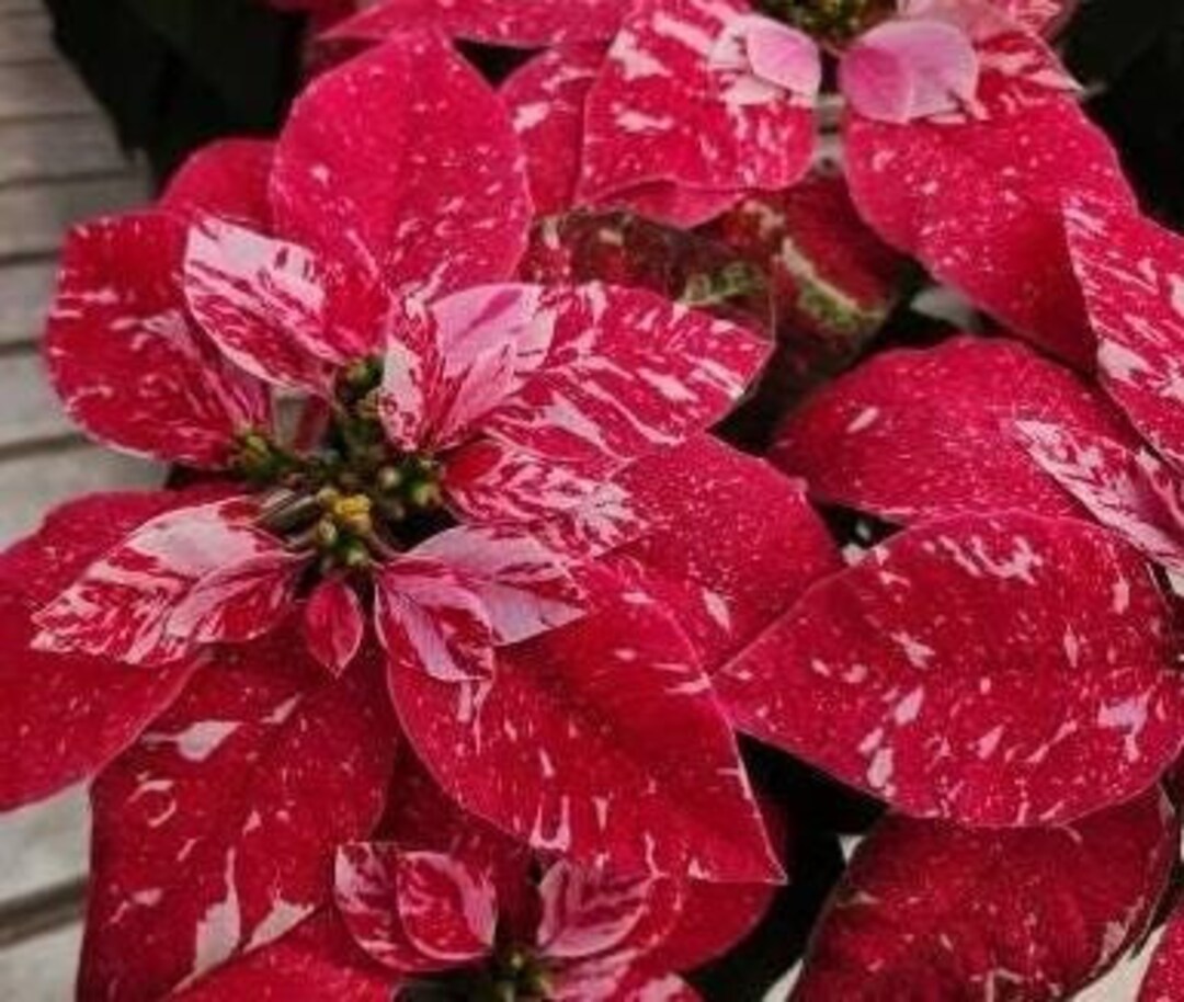 Live Plant Sparkling Rouge Dwarf Poinsettia Starter 1 Live 4 Nursery ...