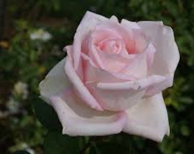 Meredith Hybrid Tea Rose Large Pink Rose - Ship in 5 Inch Pot - Etsy