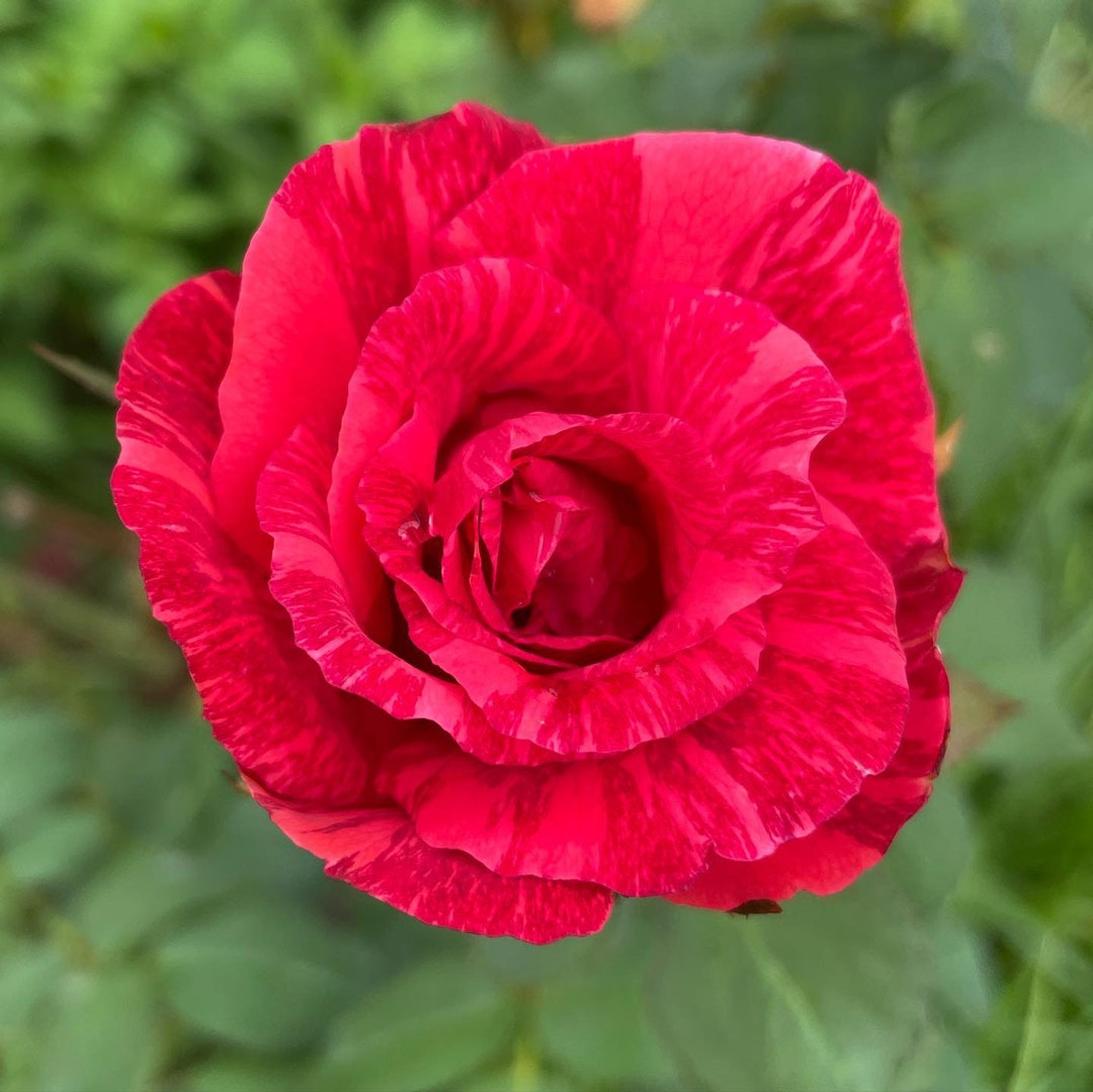 Rose Live Plant Red Intuition Hybrid Tea Starter Rose Cold Hearty 4 ...