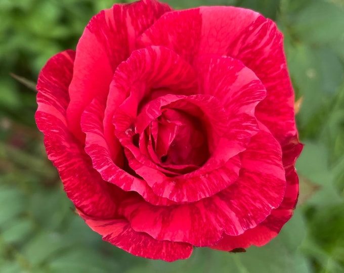Rose Live Plant Red Intuition Hybrid Tea Starter Rose Cold Hearty 4 ...
