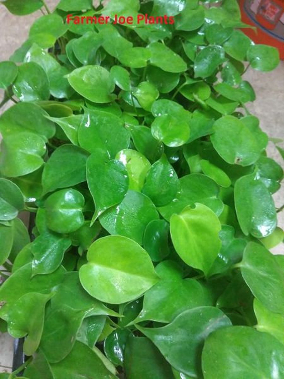 SALE* MONSTERA DELICIOSA Plant -edible Fruit, Some Cold Damage - 4 ...