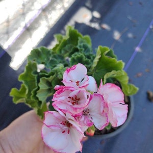 GERANIUM Tango Upright Strawberry Ice 1 Live Starter Plant 4" Nursery ...