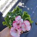 GERANIUM Tango Upright Strawberry Ice 1 Live Starter Plant | Etsy