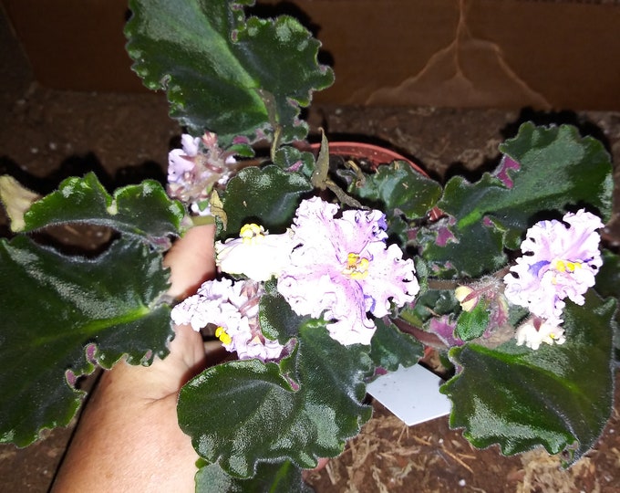 AFRICAN VIOLET. *harmony's Mustang Sally* - 4" Pot - 1 Plant - Etsy