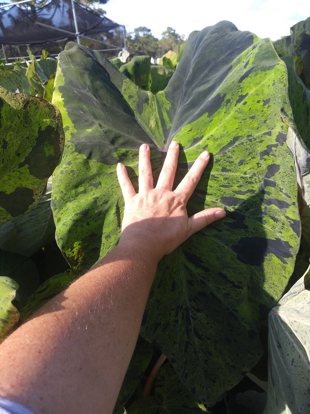 MOJITO COLOCASIA Live Plant Mojoito - 8" Nursery Growing Pot - 1 Plant ...
