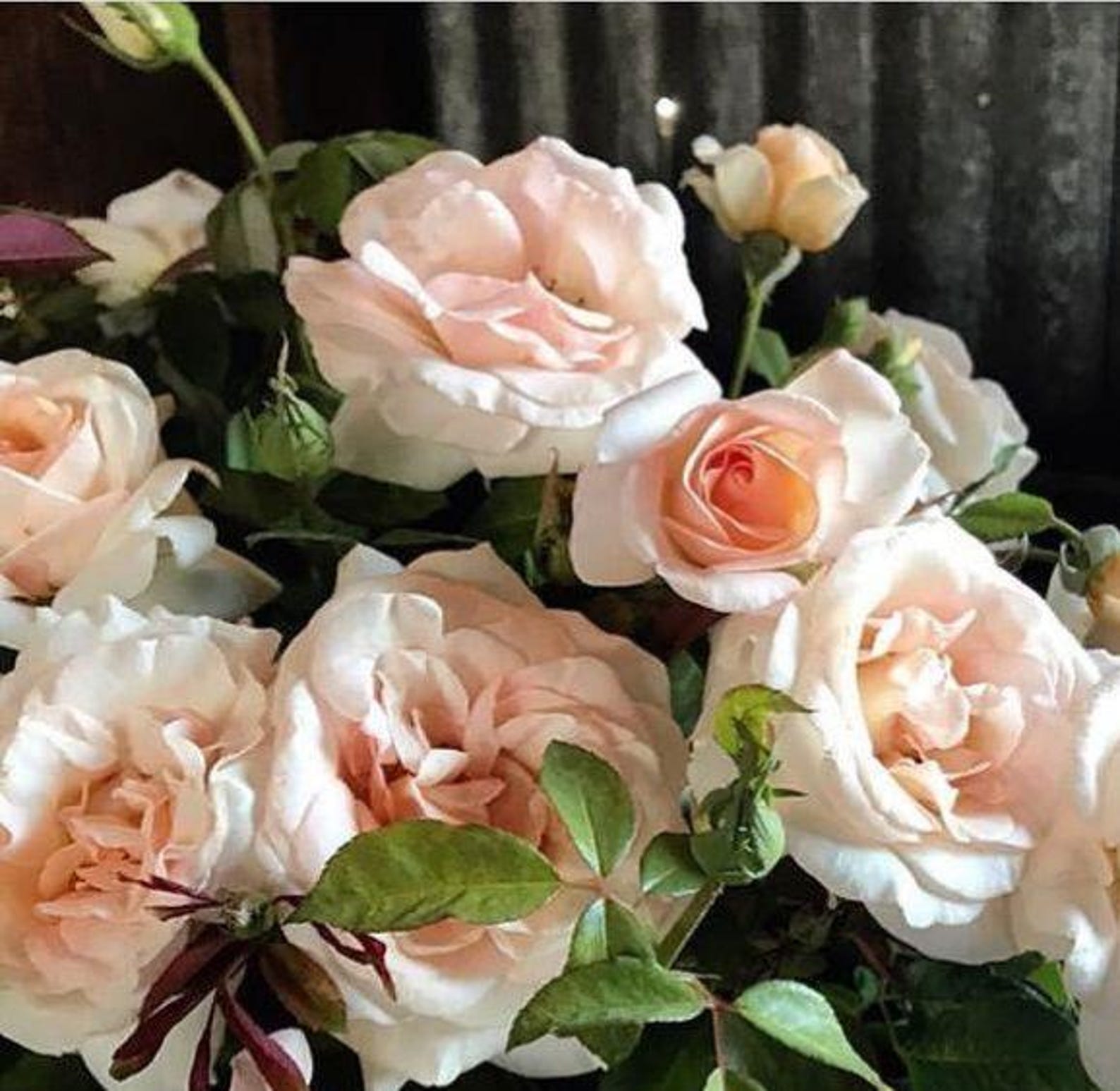 Rose Live Plant Francis Meilland Starter Rose 4" Nursery Growing Pot ...