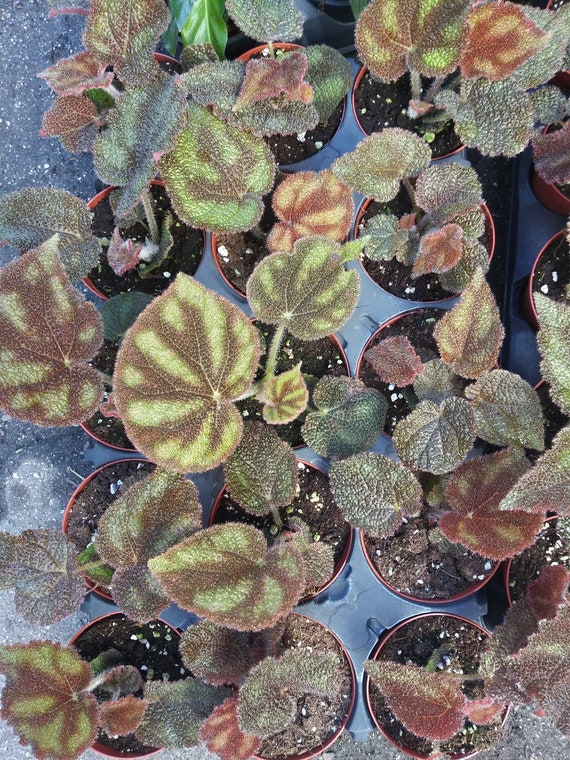 BEGONIA Variegata Vivarium Variegata 1 Live PLANT | Etsy