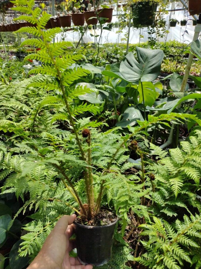Cyathea TREE FERN - 1 Live Plant - 4" Nursery Starter Pot Ships No Pot ...
