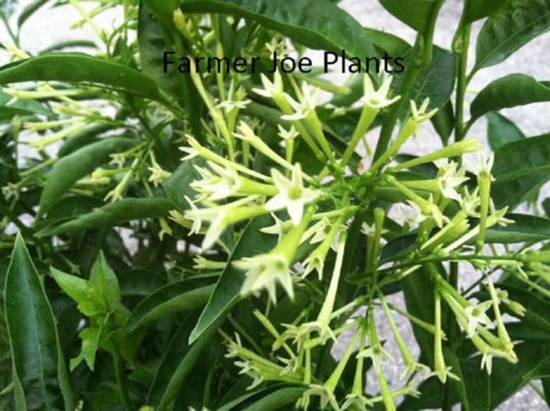 JASMINE, Night Blooming Jasmine - 1 Live Plant 4" Nursery Growing Pot ...