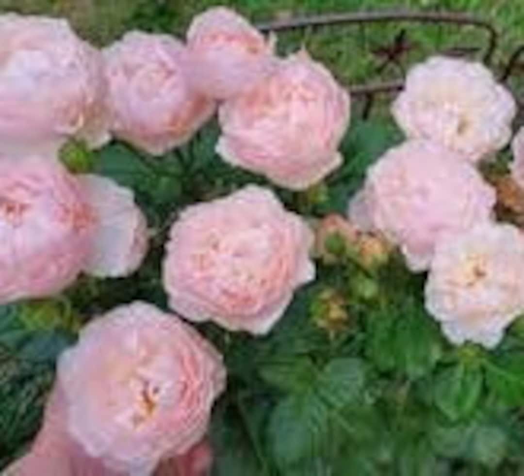 Rose Live Plant Princess Charlene De Monaco Hybrid Tea Rose 3gnursery ...