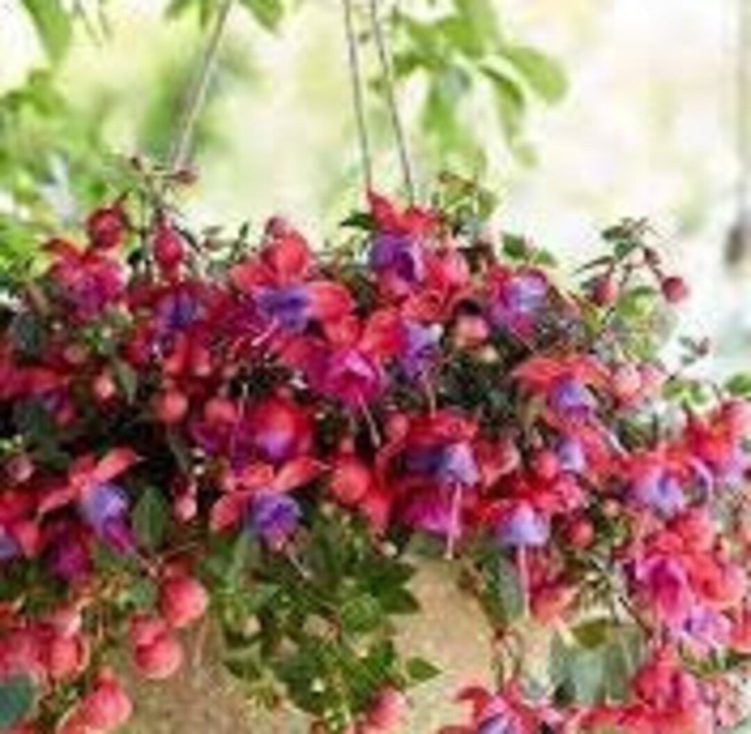 Live Plant Fuchsia Bella Maria 1 Live Small Starter Plant 4 Nursery ...
