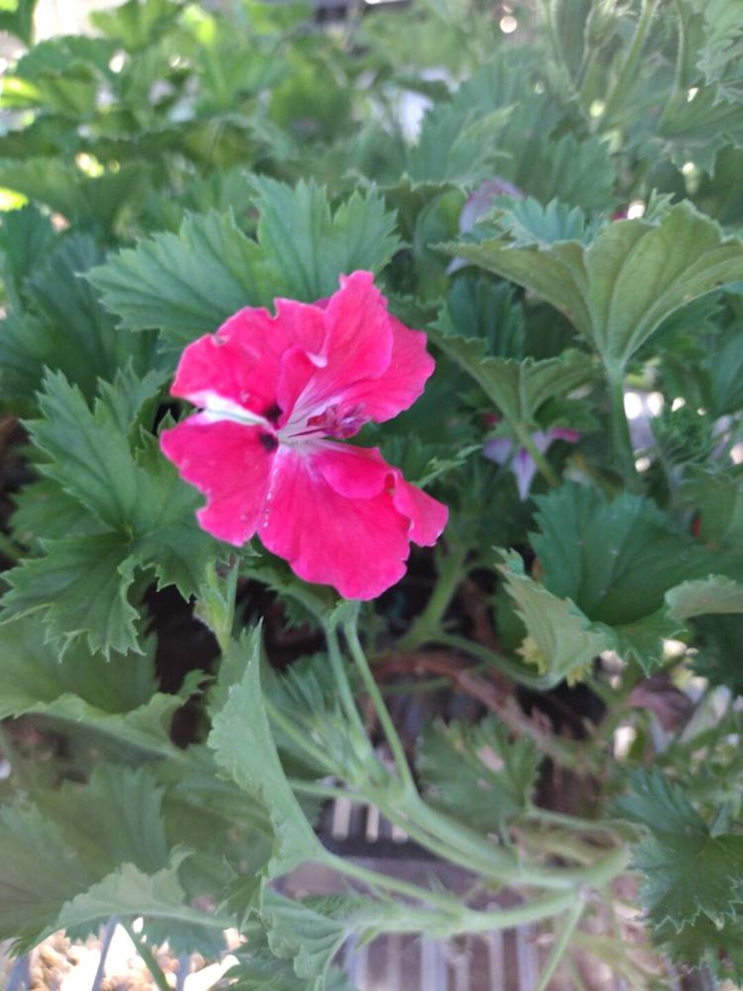 GERANIUM, Live Plant- Aristo Orange 1 Live Plant 4" Nursery Pot Size ...