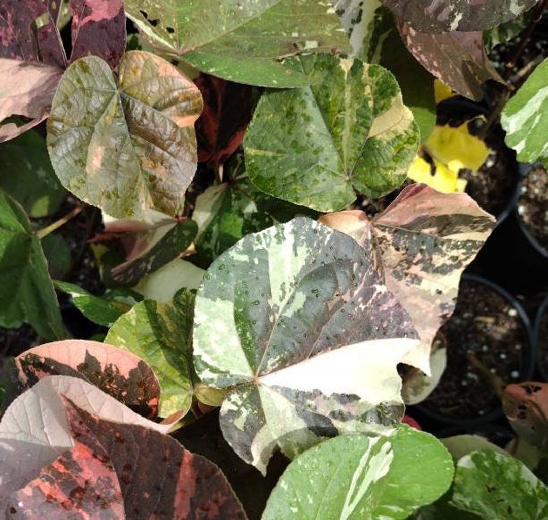 HIBISCUS - Variegated Sea Hibiscus Tiliaceus Mahoe Hibiscus 4" Nursery ...
