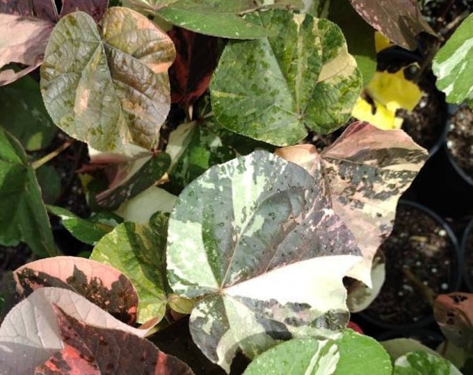 HIBISCUS - Variegated Sea Hibiscus Tiliaceus Mahoe Hibiscus 4" Nursery ...