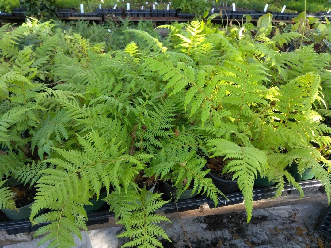 Cyathea TREE FERN - 1 Live Plant - 4" Nursery Starter Pot Ships No Pot ...