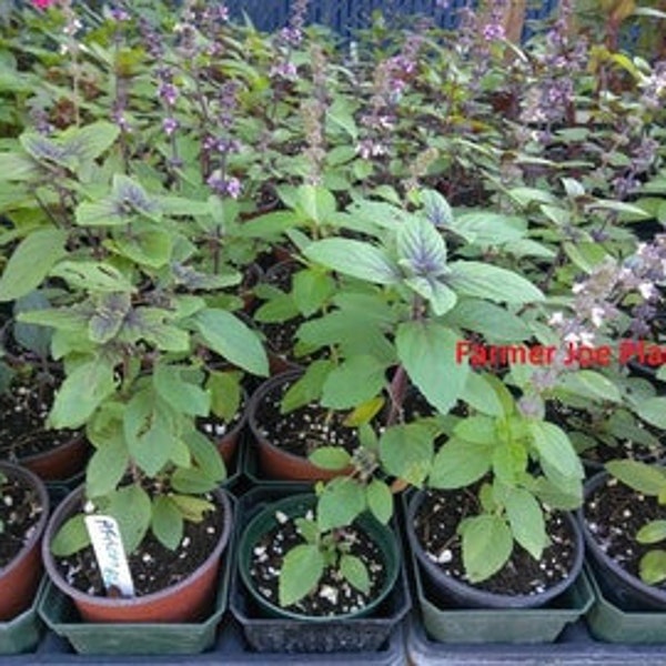 African Blue Basil Plant - Etsy