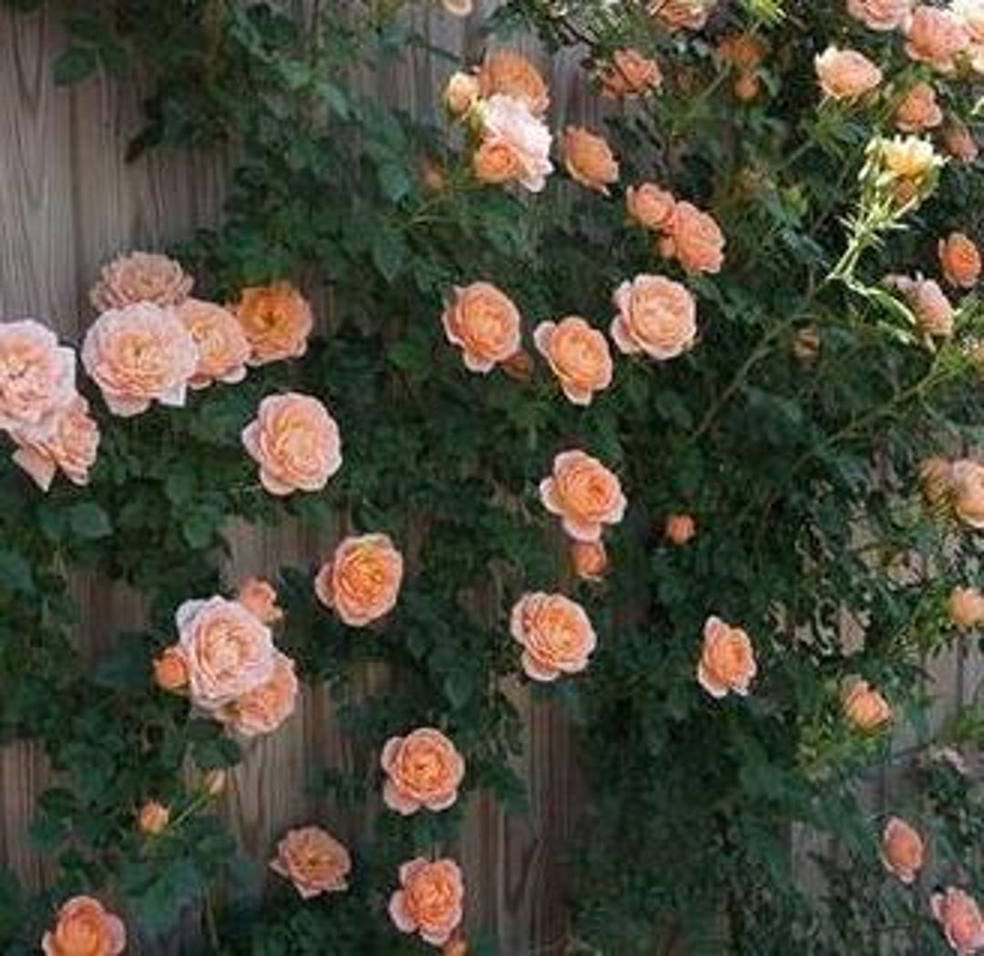 Rose Live Plant Westerland Climbing Starter Rose 4" Nursery Growing Pot ...