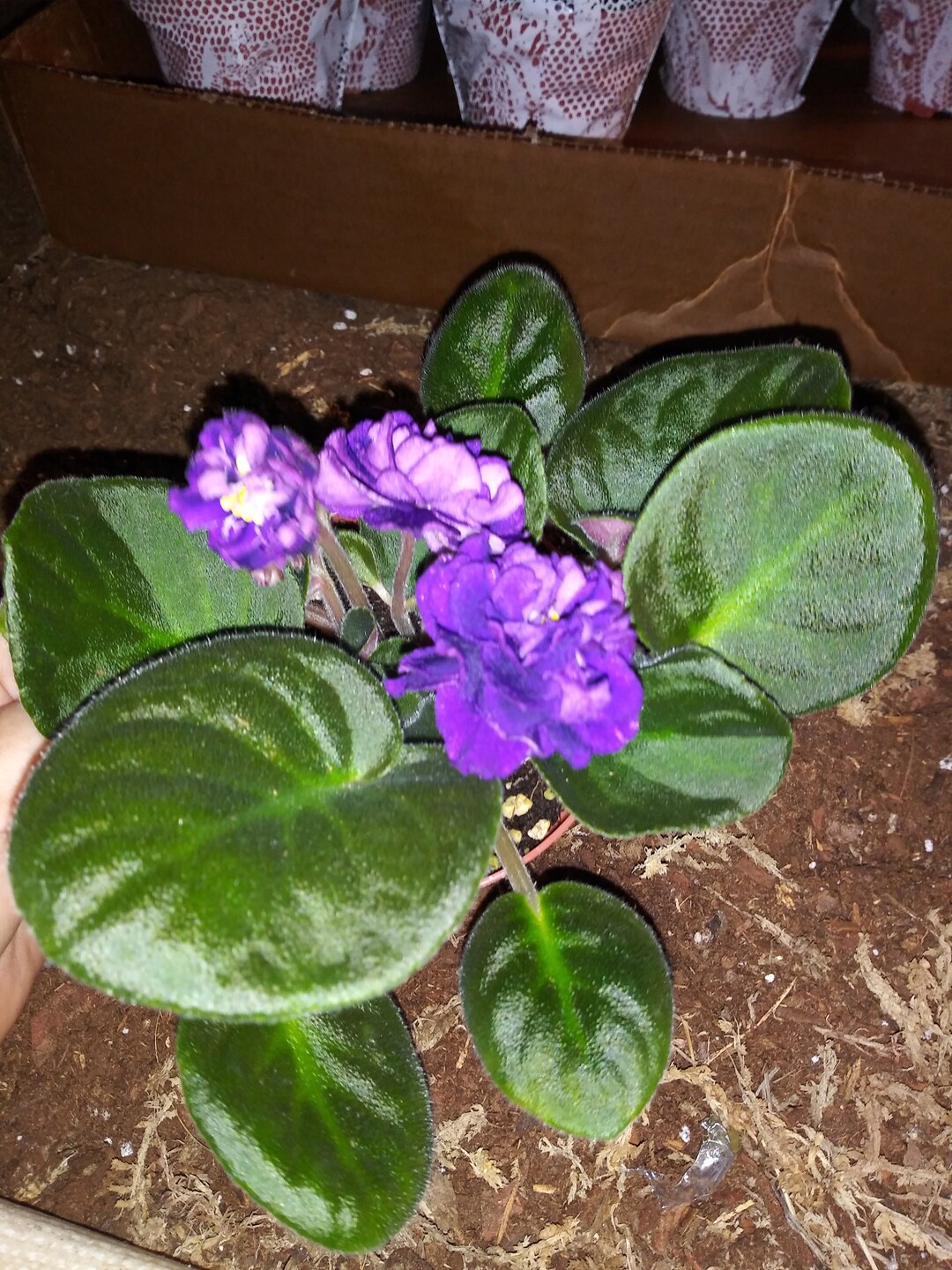 Some Cold Damage AFRICAN VIOLET. Dark Purple black Pearl 4 Nursery Pot ...