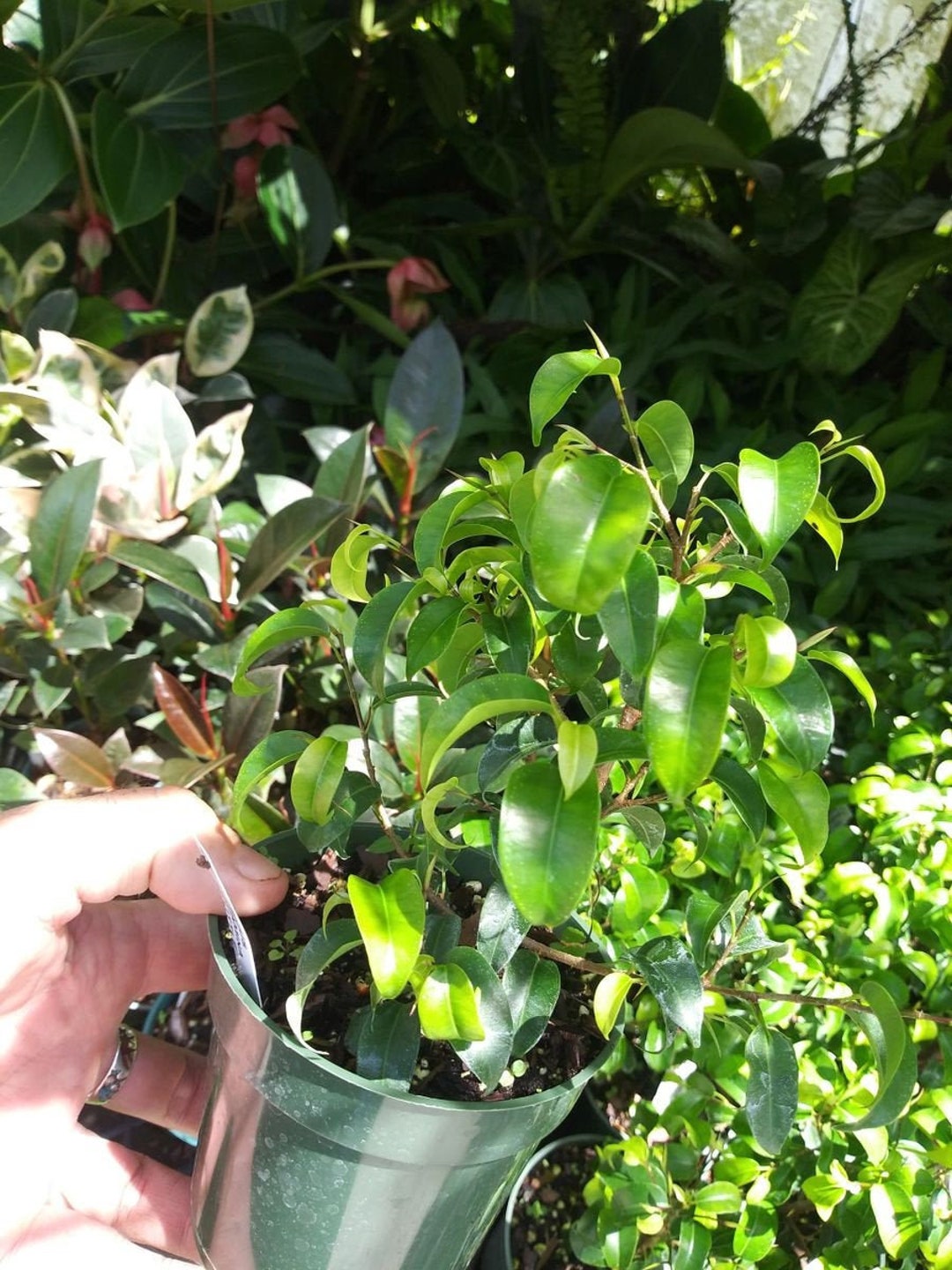 FICUS BENJAMINA Too Little CURLY 4 Pot 1 Live Plant 4 Pot 4 Nursery Pot ...