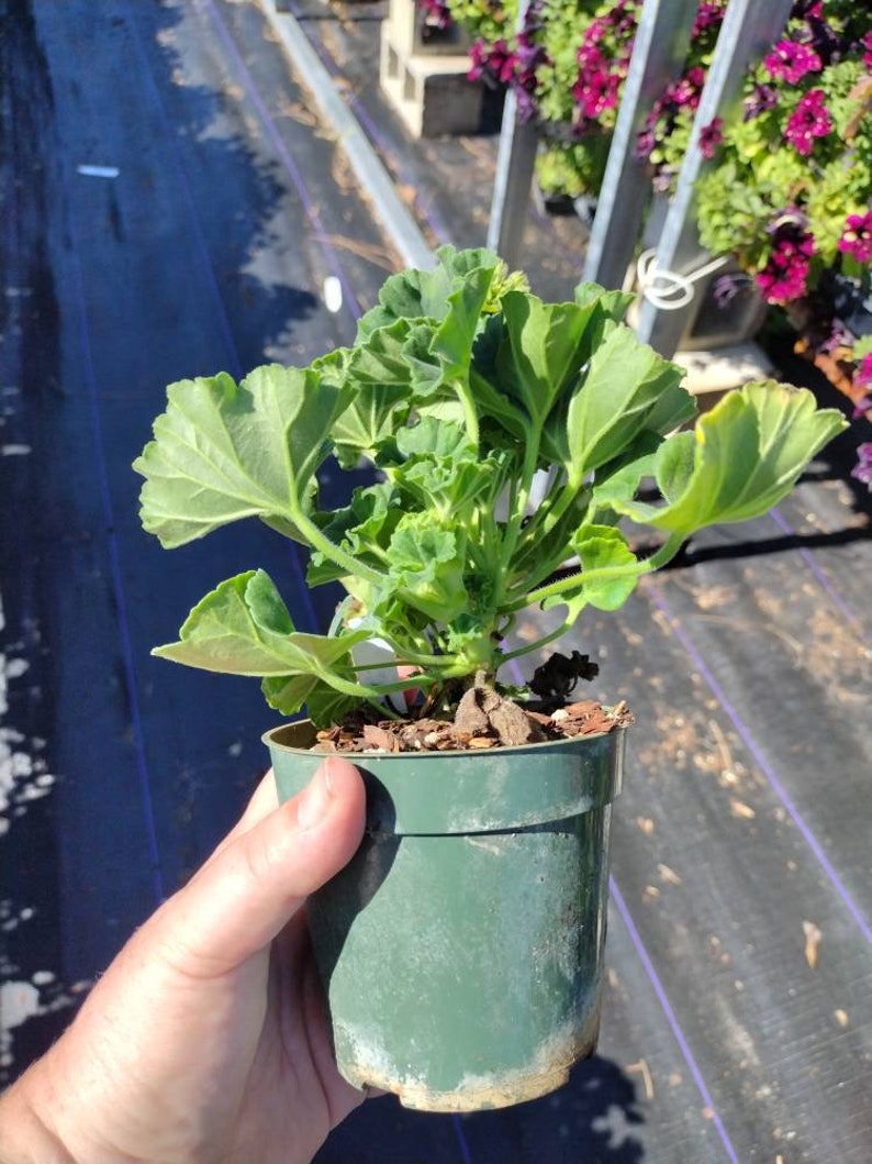 GERANIUM Tango Upright Strawberry Ice 1 Live Starter Plant - Etsy