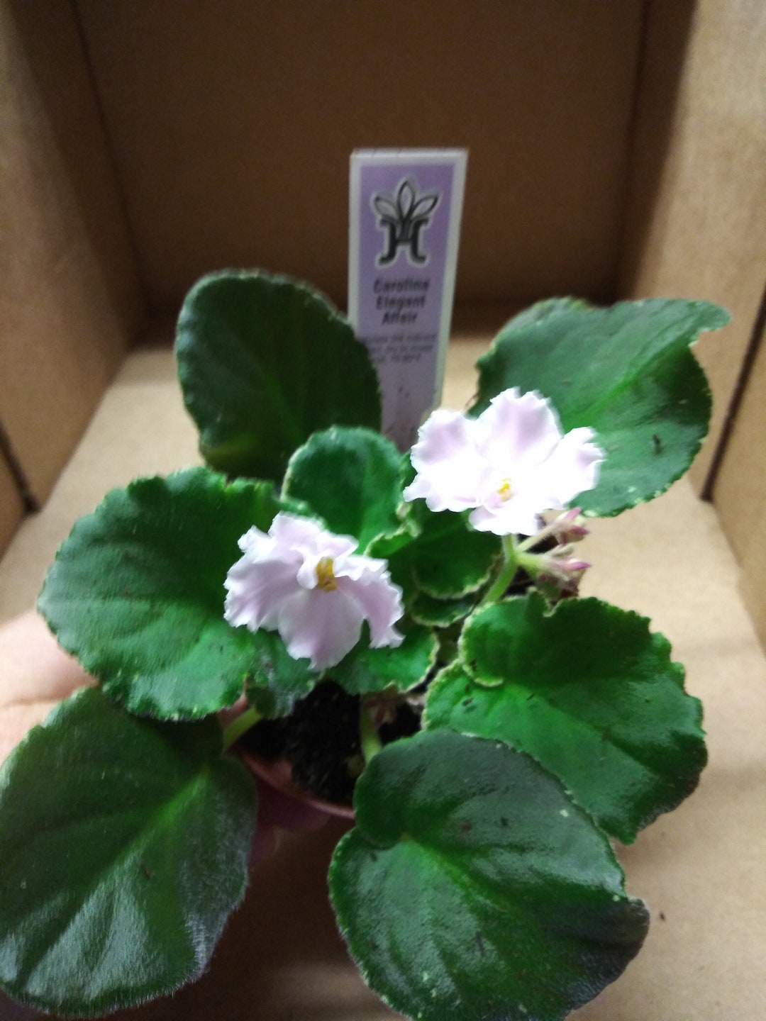 Some Cold Damage AFRICAN VIOLET. carolina Elegant Affair 4 Nursery Pot ...