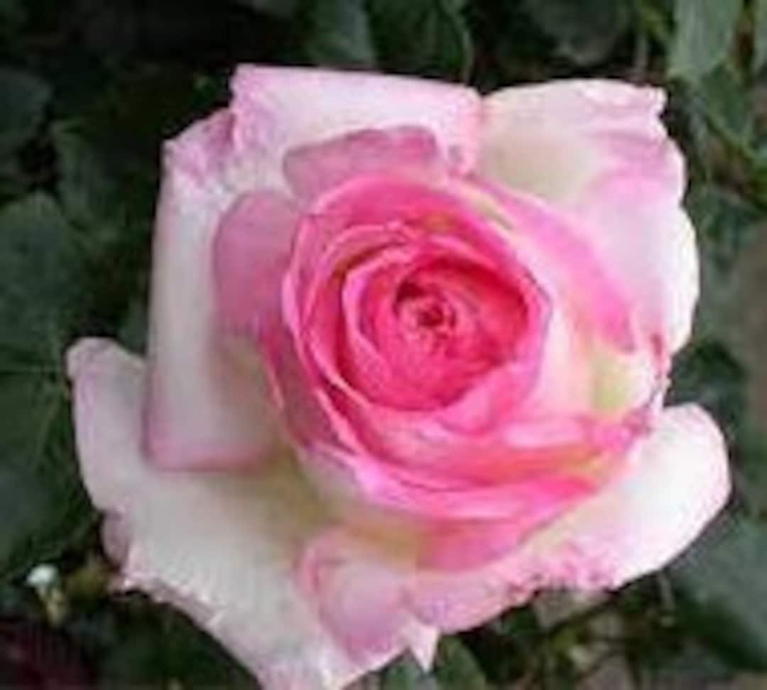 Rose Live Plant Princess De Monaco Hybrid Tea Rose 4 Nursery Growing ...