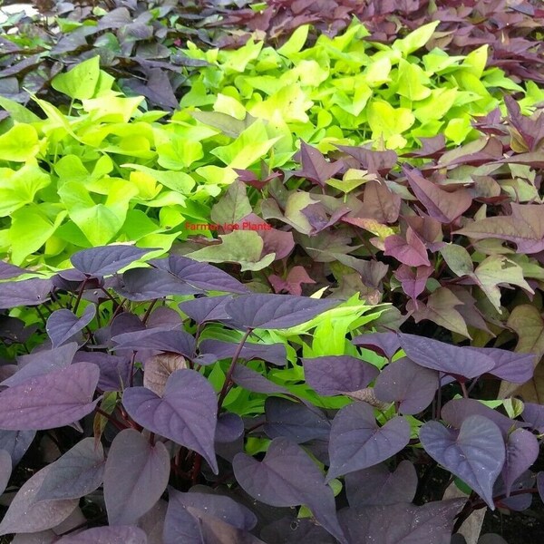 Sweet Potato Vine - Etsy