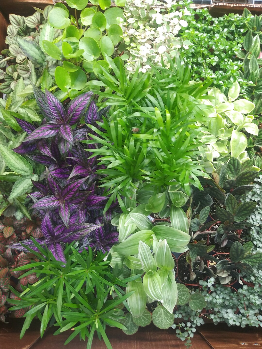 SURPRISE Pack 3 Plants Growers Choice Stock is Constantly Changing- 3 ...