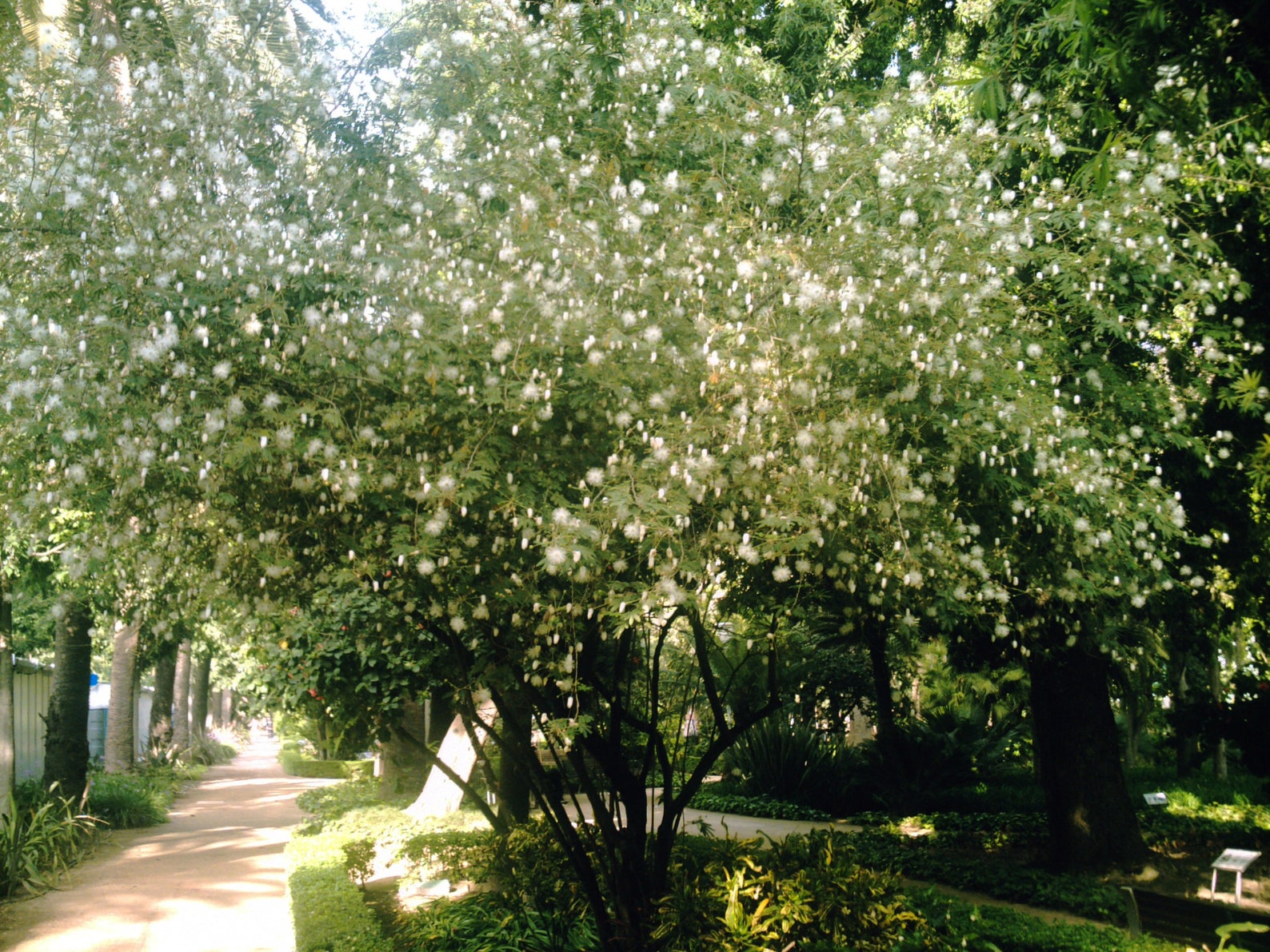 White Powder Puff Tree Calliandra Live Plant 6 Nursery - Etsy