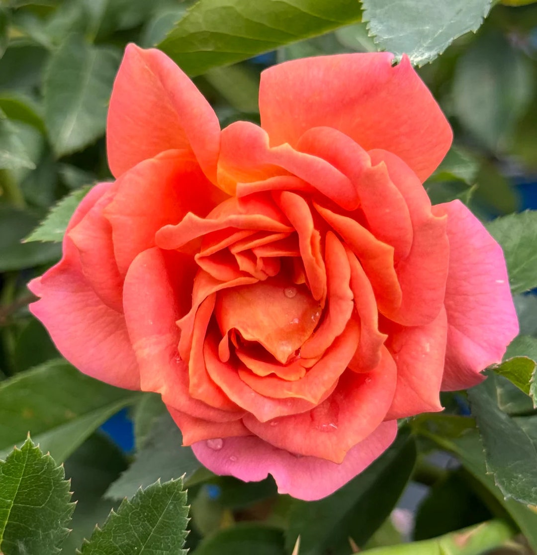 Rose Live Plant Pumpkin Patch Starter Rose Cold Hearty 4 Nursery ...