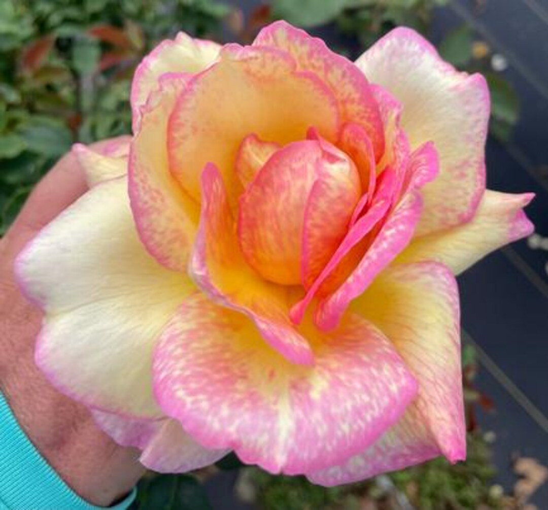 Rose Live Plant Papa Nelson Starter Rose 4 Nursery Growing Pot Very ...