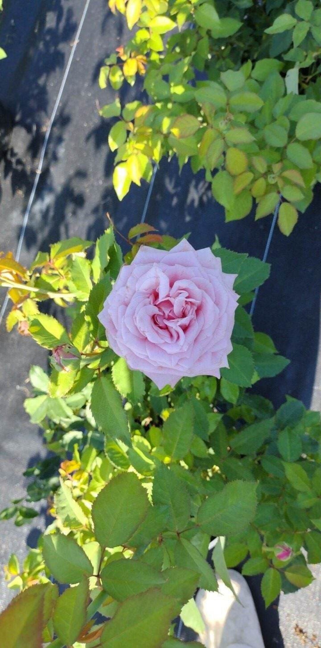 Rose Live Plant Belinda's Dream Rose Cold Hearty 3g Nursery Growing ...