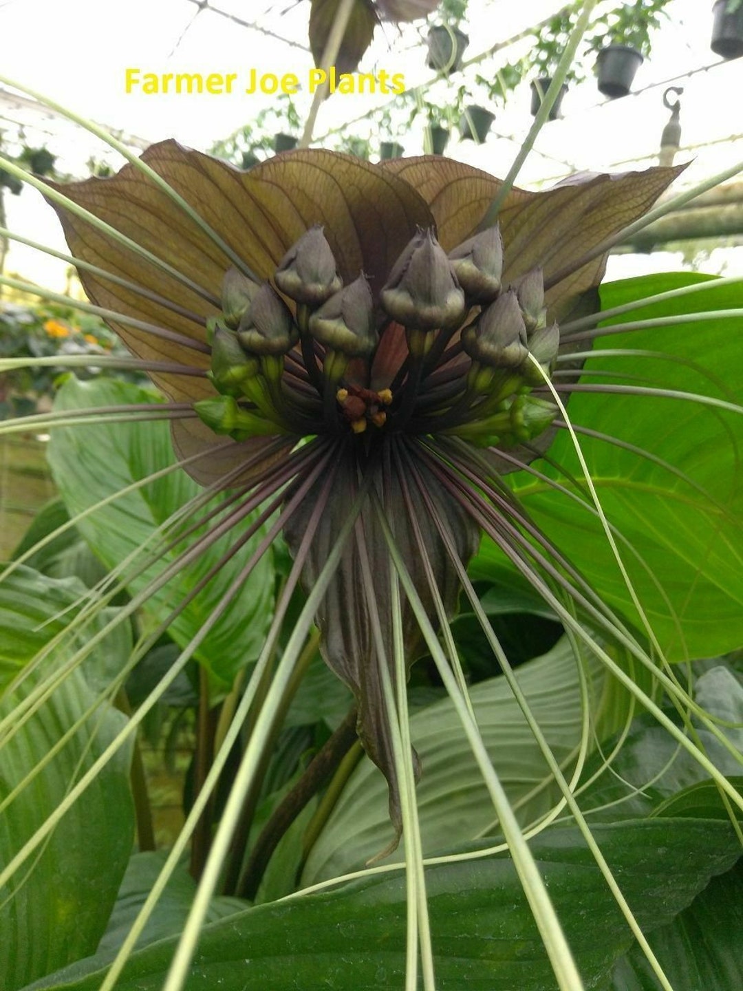 BLACK Bat PLANT - 6" Pot TACCA- We Finally Found Some!!! Super Cool ...