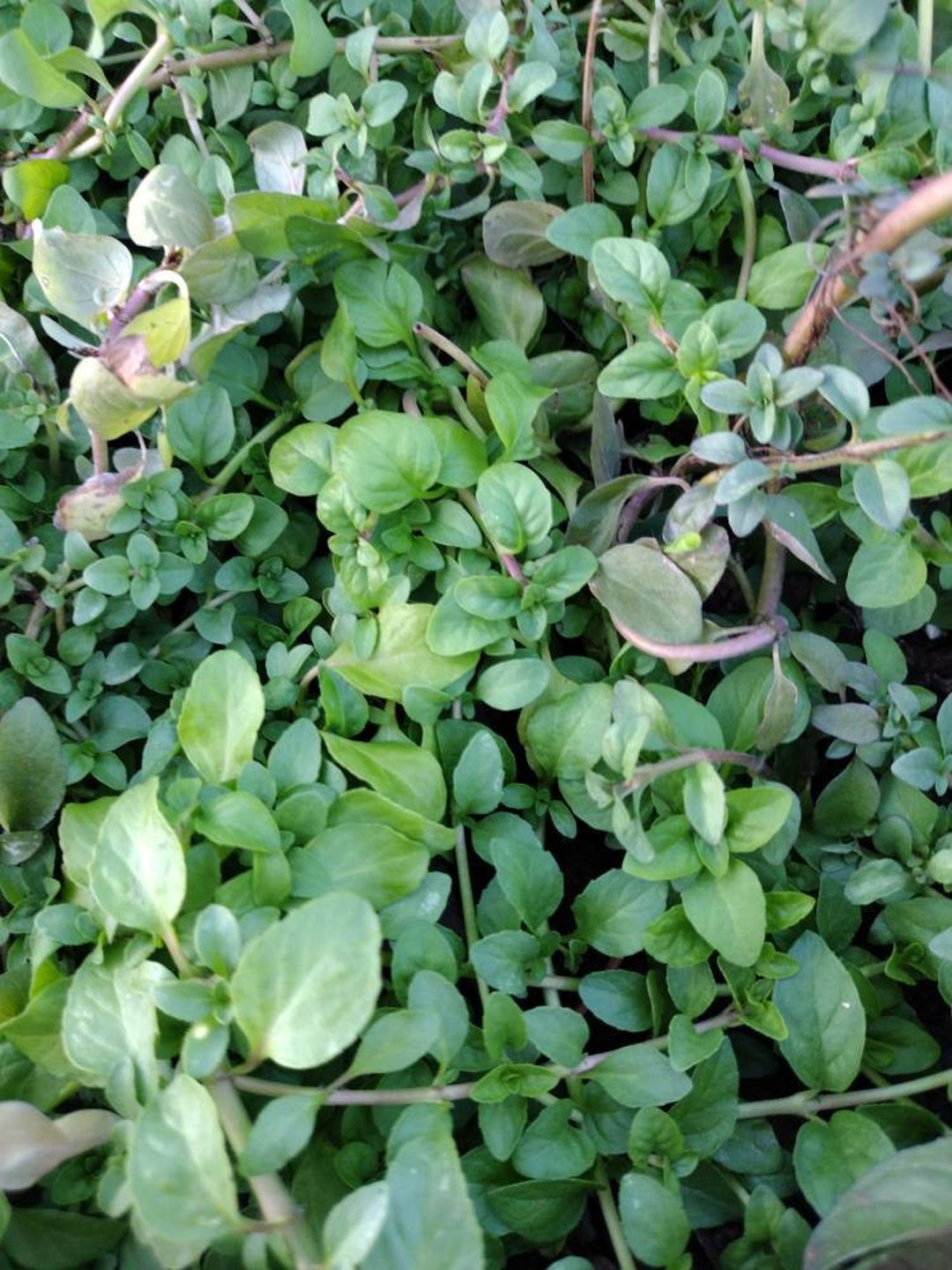 HERB Penny Royal Mint Ground Cover 1 Live Plant 4 Nursery Growing Pot ...