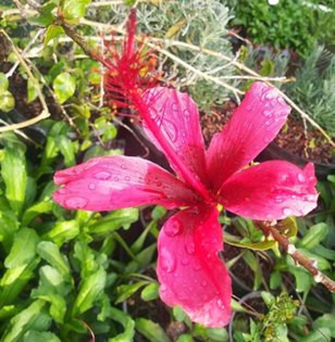 Hibiscus Fuji Island Gorgeous Flower 4 Nursery Growing Pot Super Hard ...