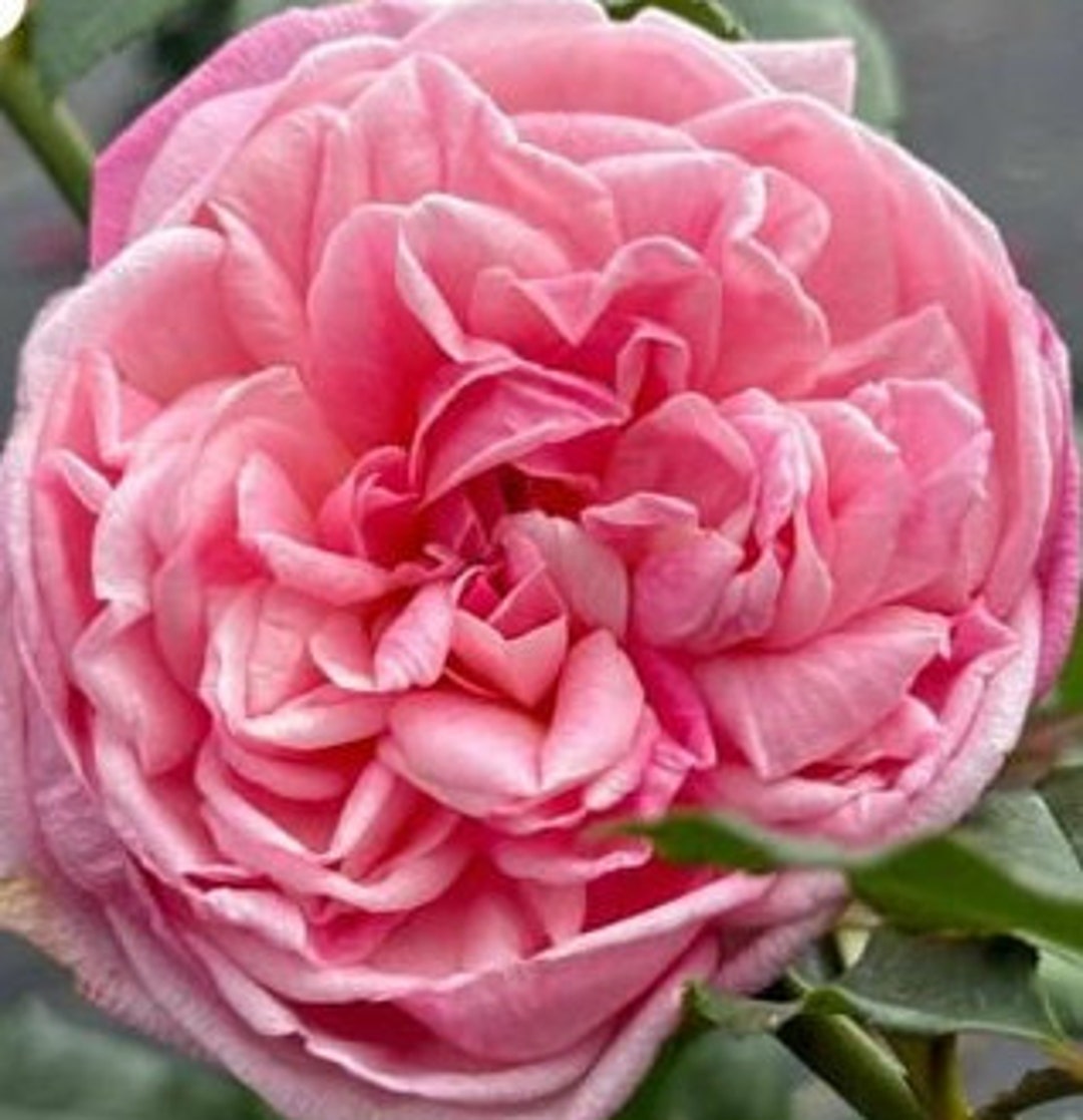 Rose Live Plant Mrs BR Cant 4" Nursery Growing Pot- Very Hard to Find ...