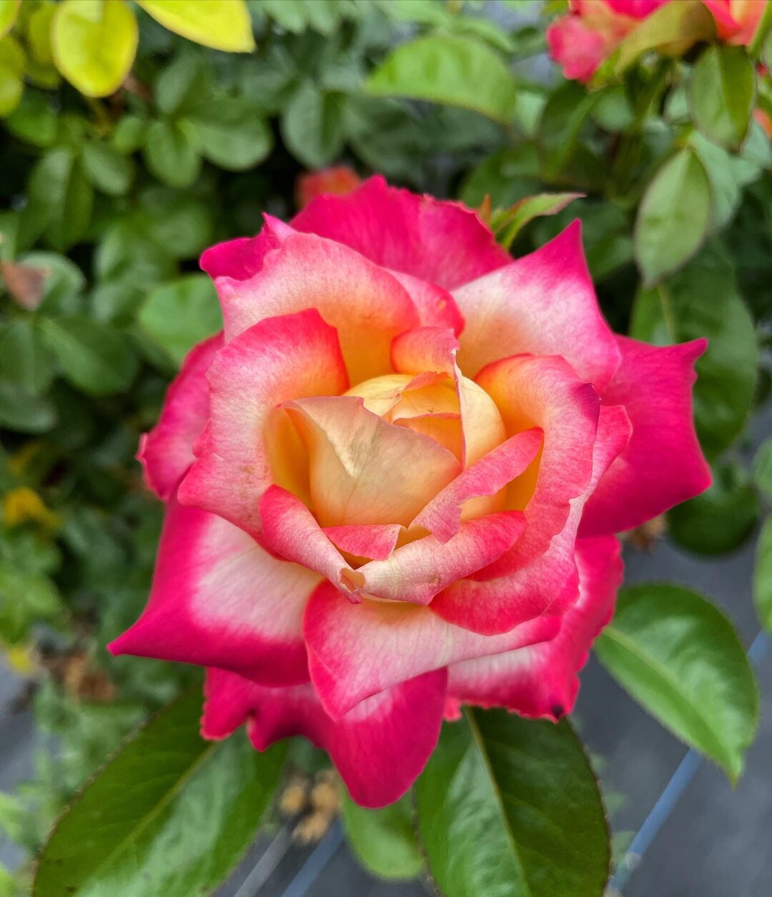 Rose Live Plant Love & Peace Hybrid Tea Rose 4" Nursery Growing Pot ...