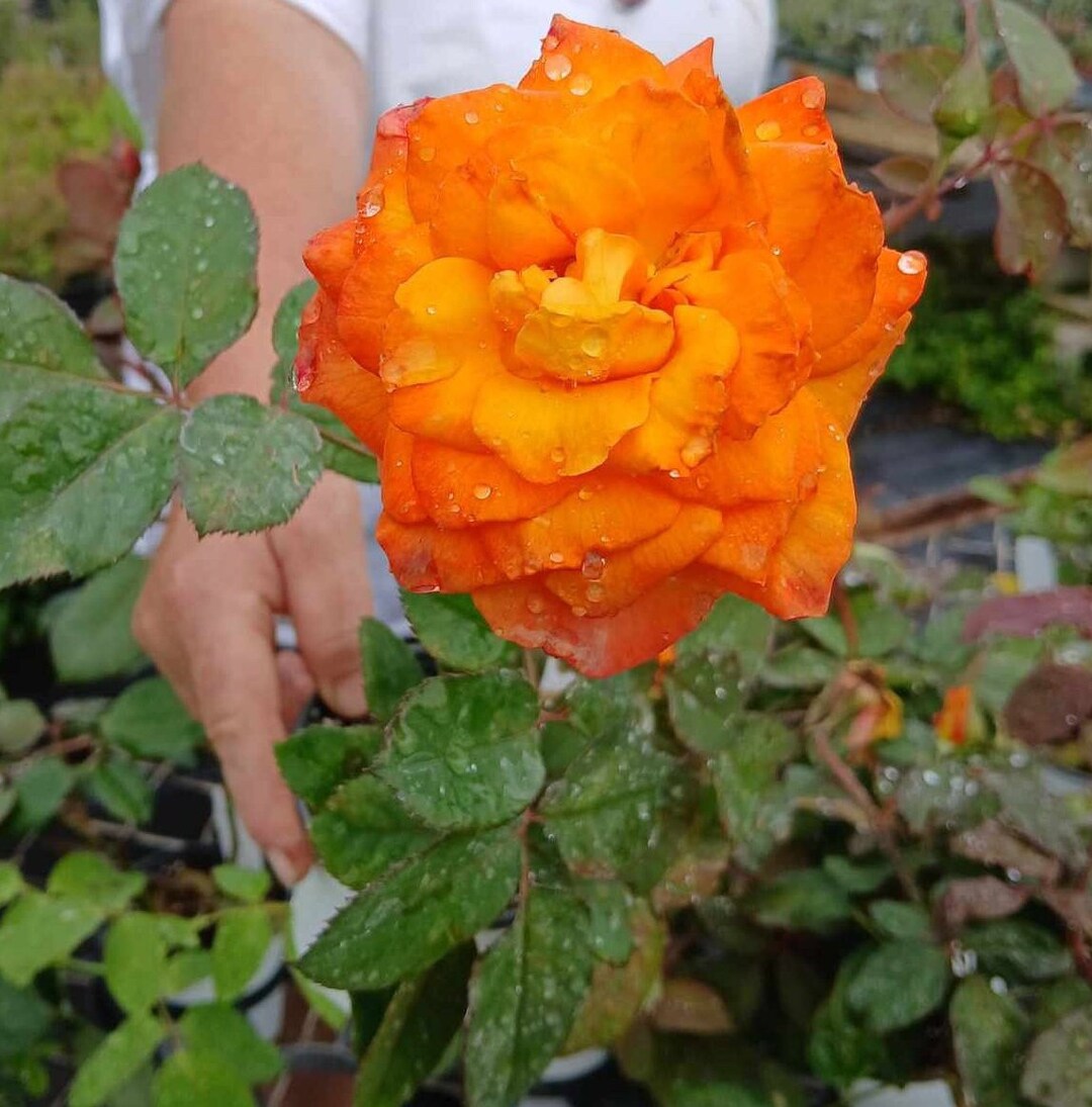 Rose Live Plant Chris Evert Hybrid Tea Starter Rose 4" Nursery Growing ...