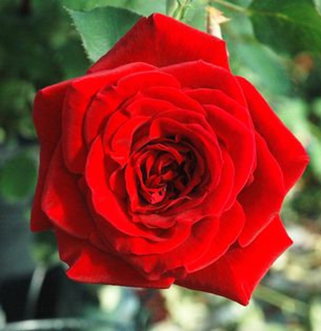 Rose Live Plant Don Juan Climbing Starter Rose Cold Hearty 4" Nursery ...