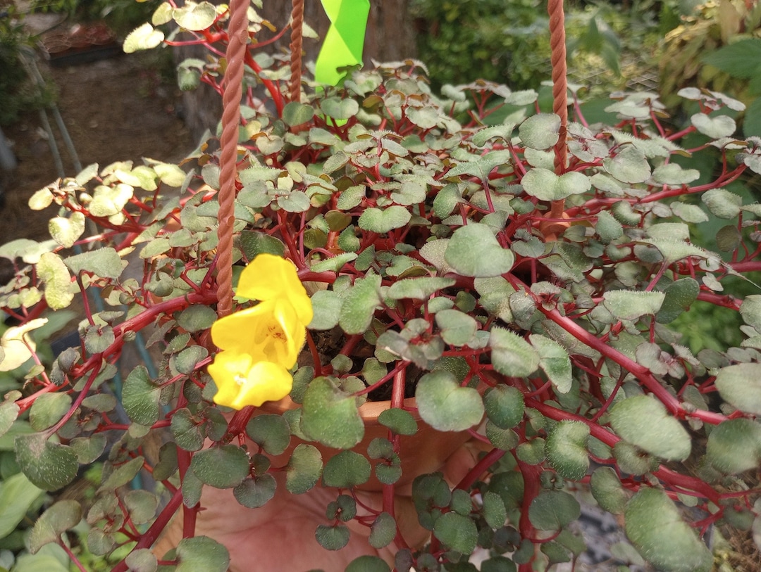 Trailing Impatiens Hawaiian Impatiens 1 Live Plant 2 - Etsy